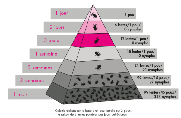 Le cycle de vie du pou