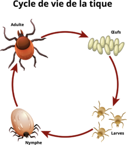 Tout savoir sur les tiques - Parasidose